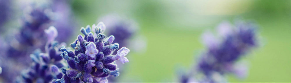 Willkommen bei Virita.de: Hildegard von Bingen - Shop – Hildegard ...