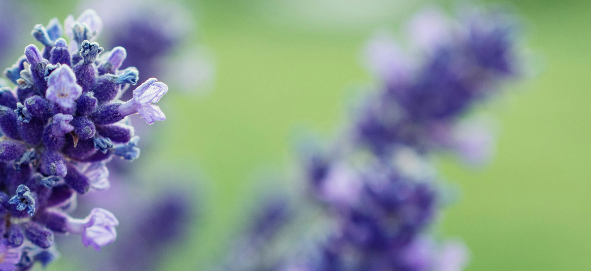 Willkommen bei Virita.de: Hildegard von Bingen - Shop